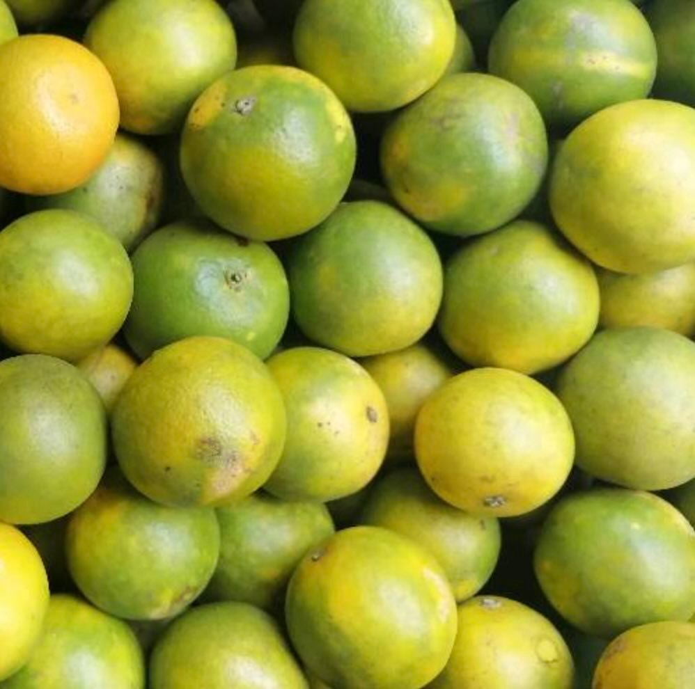 NARANJA SWEET MEDIDA-BULTO - Gran Cosecha